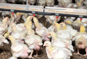 Ziggity Systems pushes rethink on watering in poultry houses - Jamaica ...