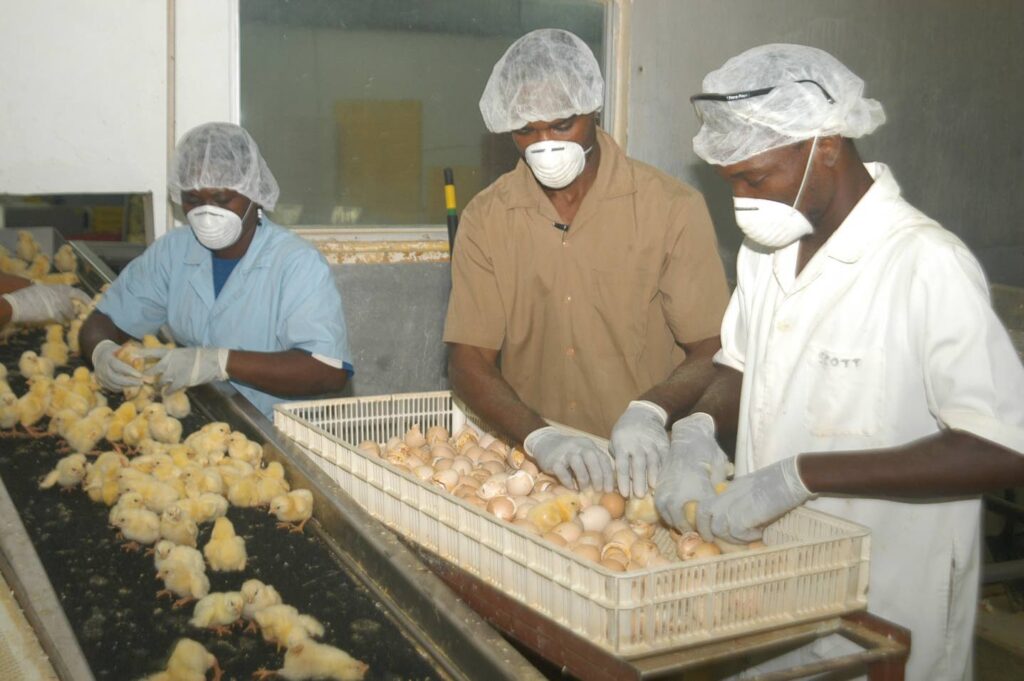 NO CHICKEN BUSINESS - Jamaica Observer
