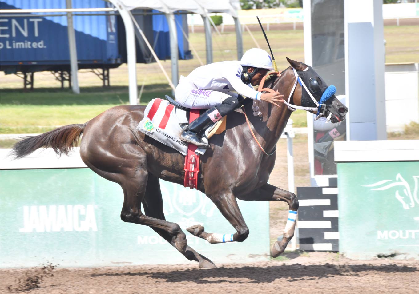 Peter-John Parsard full of praise for Woman in Love - Jamaica Observer