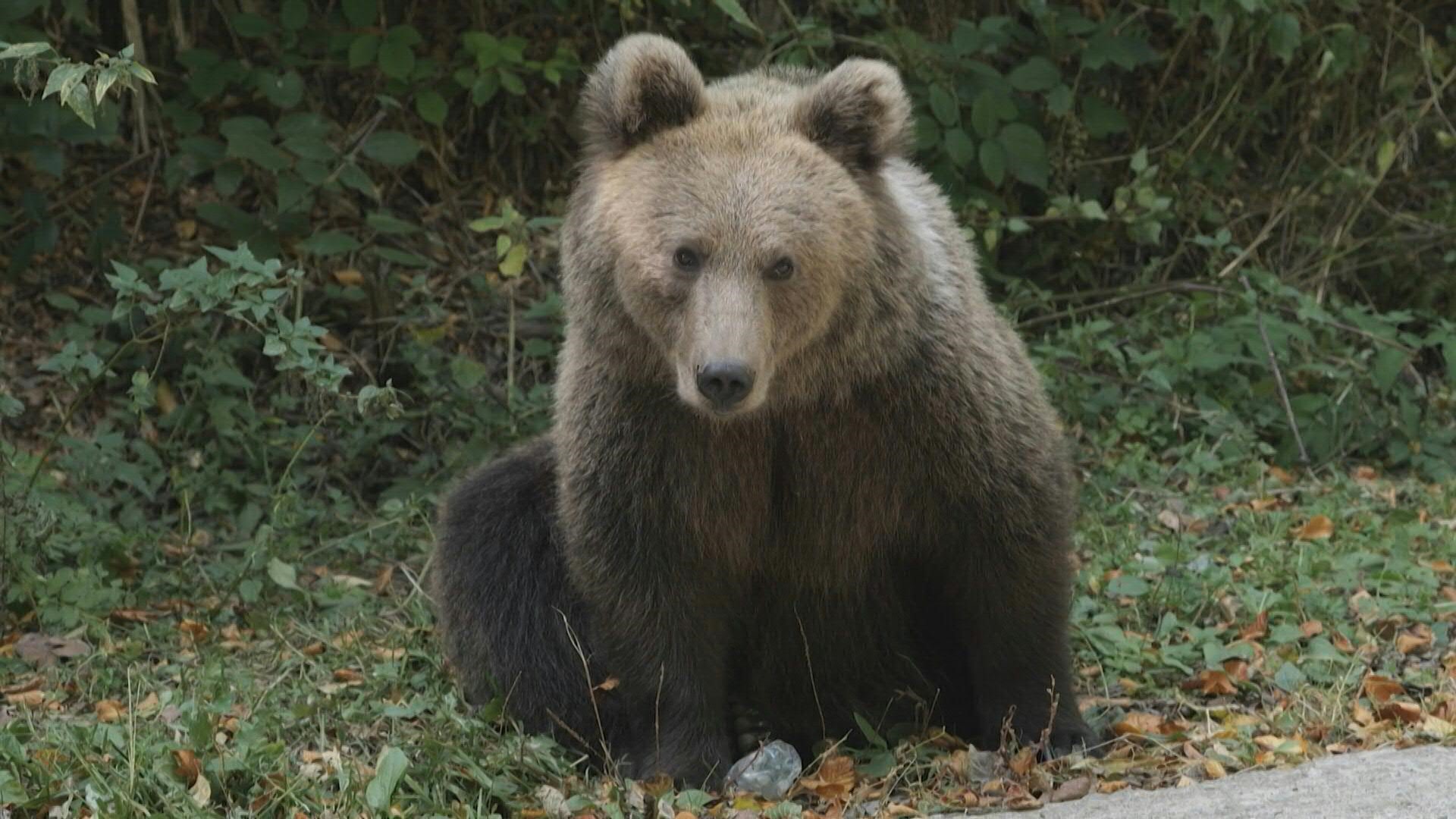 Bear attack on Canada school children injures 11 - Jamaica Observer