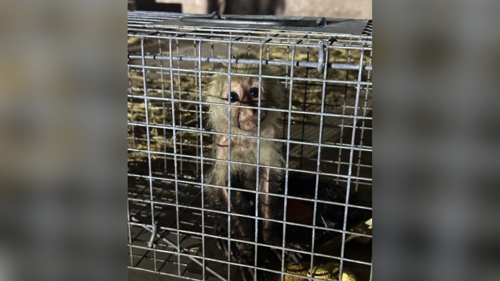 Two of three loose monkeys caught in Stony Hill — NEPA - Jamaica Observer