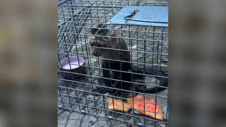 Third loose monkey captured — NEPA - Jamaica Observer