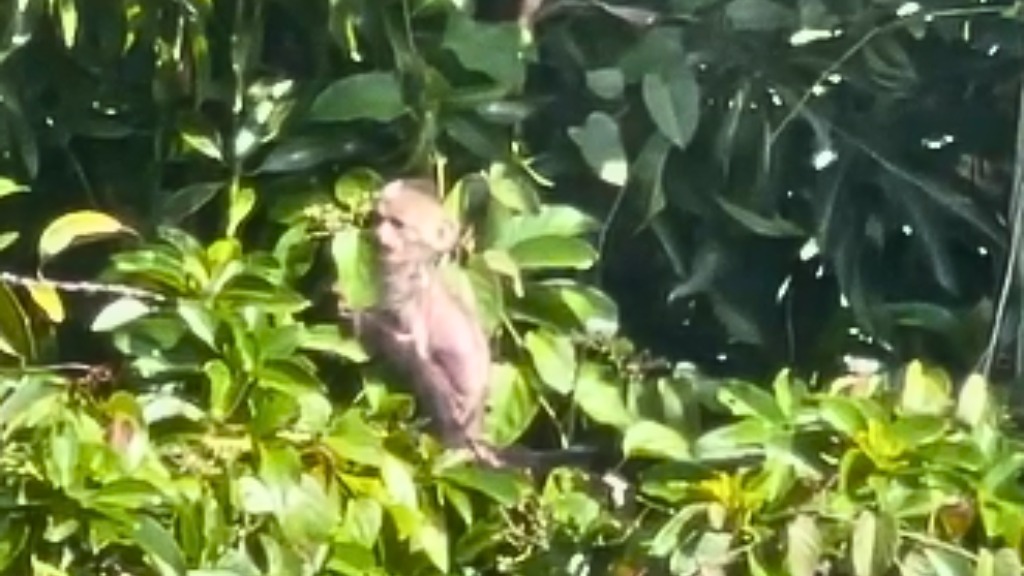 Monkey on the loose in Stony Hill - Jamaica Observer