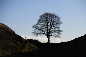 Two men who chopped down iconic UK tree handed jail sentences - Jamaica ...