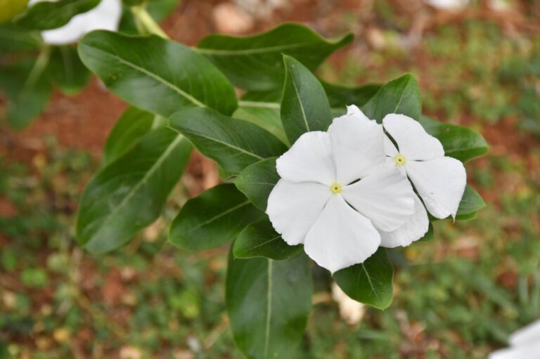 Laurel Green’s Garden Oasis (Part 2) - Jamaica Observer