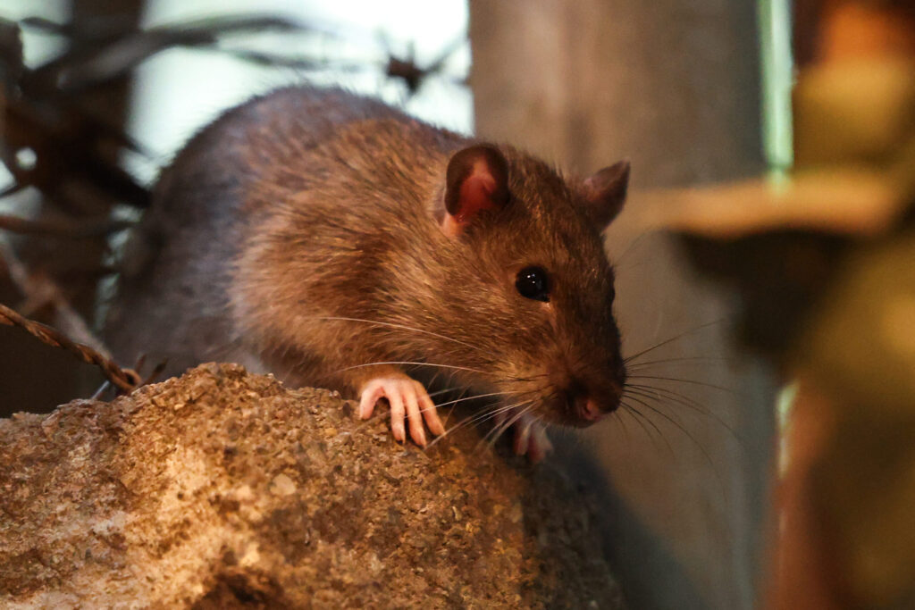 New York declares total war on prolific rat population - Jamaica Observer