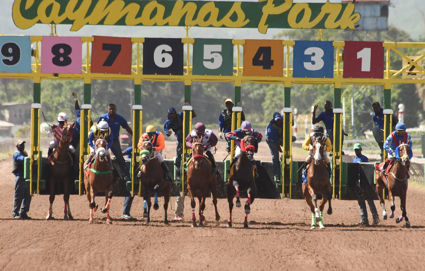 Jamaican racing on brink of collapse: Flawed claiming system to blame ...