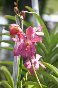 An Orchid Haven (Part 1) - Jamaica Observer