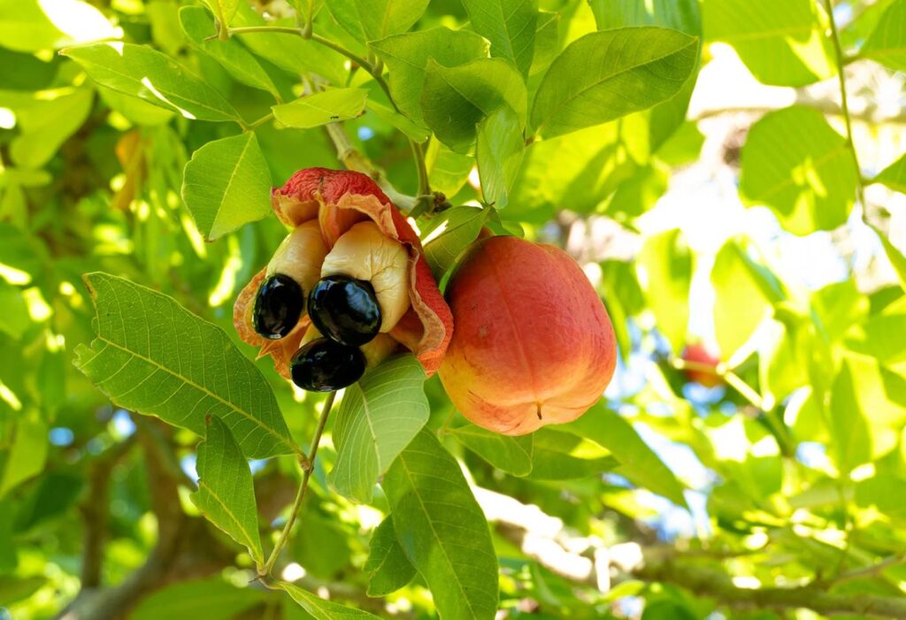 The Food Safety Story of Ackee - Jamaica Observer