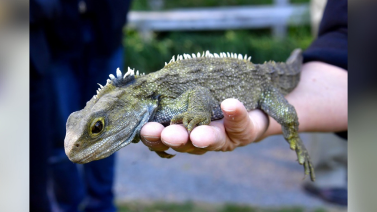 Oldest known lizard ancestor discovered in England - Jamaica Observer