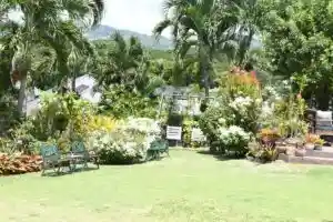 A Botanical Marvel - Jamaica Observer