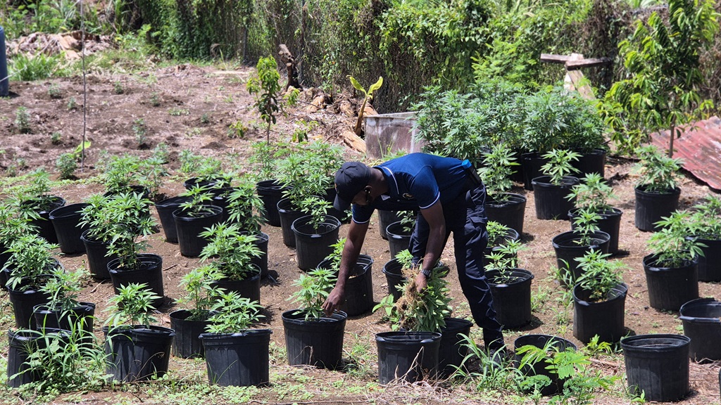 Police uncover unlicensed two-acre ganja farm in St Mary - Jamaica Observer