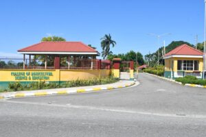 Rat CASE - Jamaica Observer