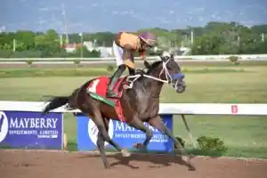 Shoulder injury ends career of Perfect Brew - Jamaica Observer