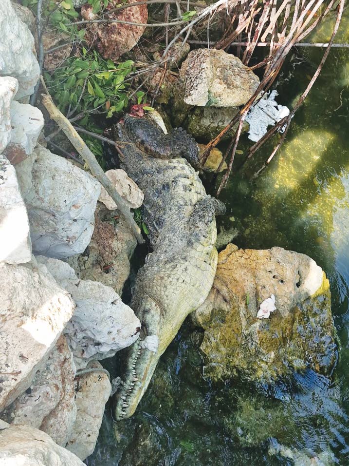It is an offence to kill a crocodile - Jamaica Observer