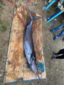 'Lady Camille' reels in victory at Oracabessa Bay Marlin Tournament ...