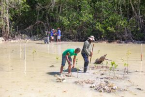 Salt Marsh mangroves get TLC - Jamaica Observer