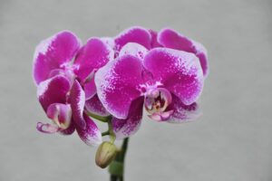 Restoring Orchids Post-Melissa (Part 2) - Jamaica Observer