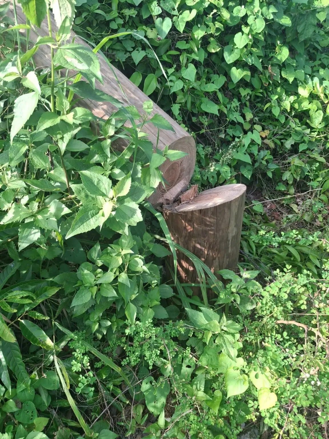 St Ann communities plunged back into darkness following vandalsim—JPS ...