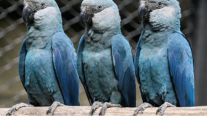 Lethal virus hits Brazil's last wild blue macaws featured in film 'Rio ...