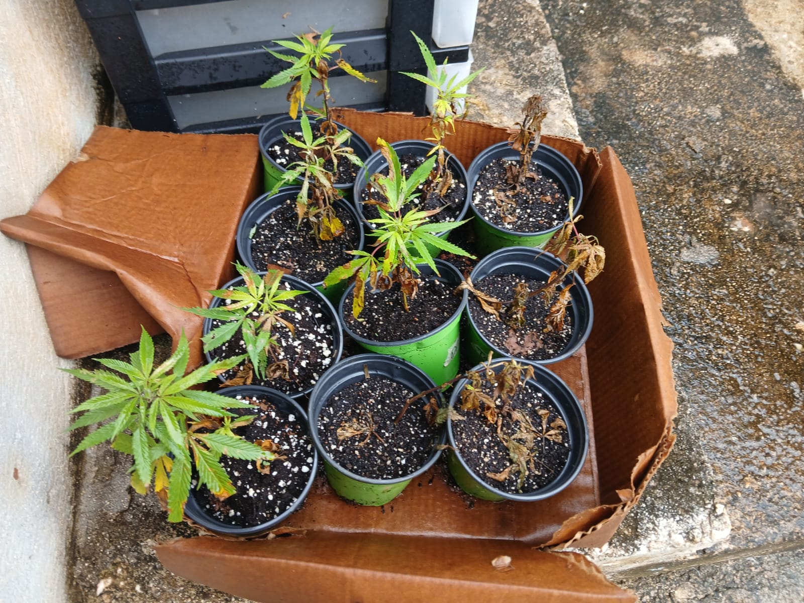 St Ann-based medical ganja farmer wants CLA's help to boost production ...