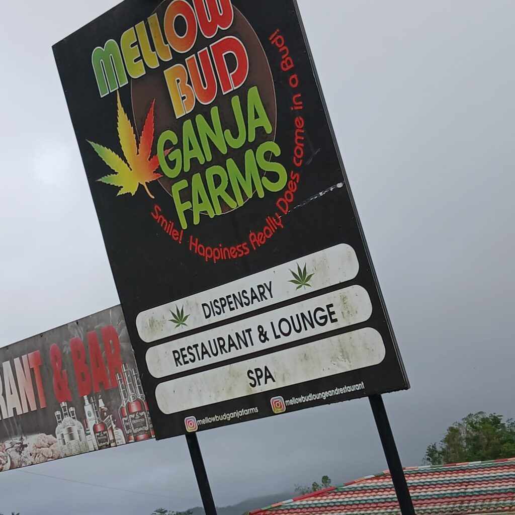 St Ann-based medical ganja farmer wants CLA's help to boost production ...