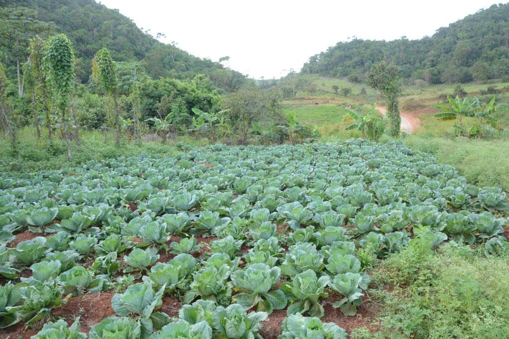Reboosting agriculture: The key to food security in Jamaica - Jamaica ...