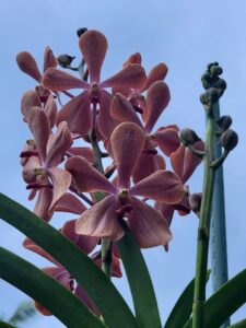 Restoring Orchids Post-Melissa (Part 1) - Jamaica Observer
