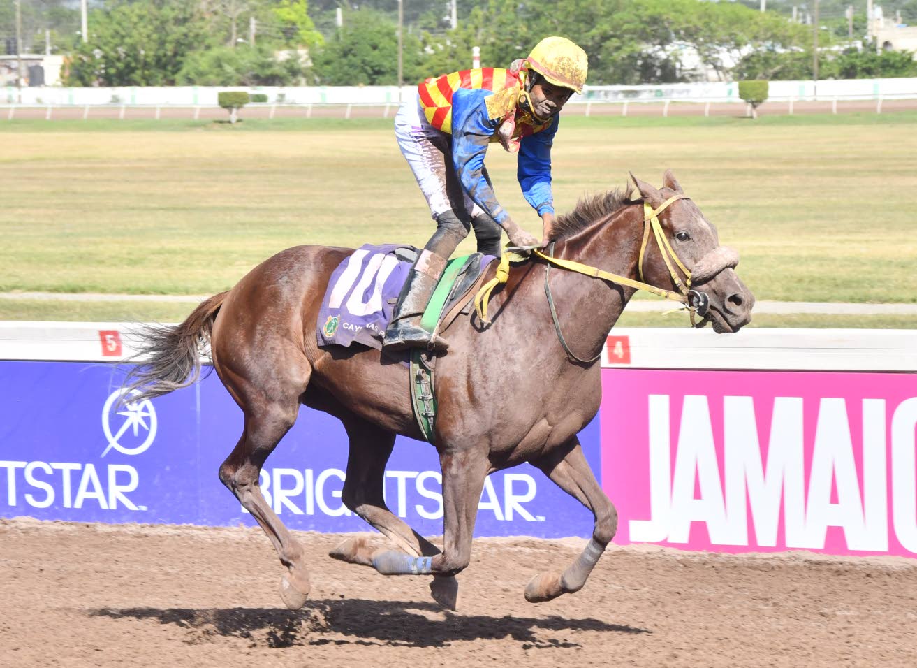 Blue Vinyl rebounds - Jamaica Observer