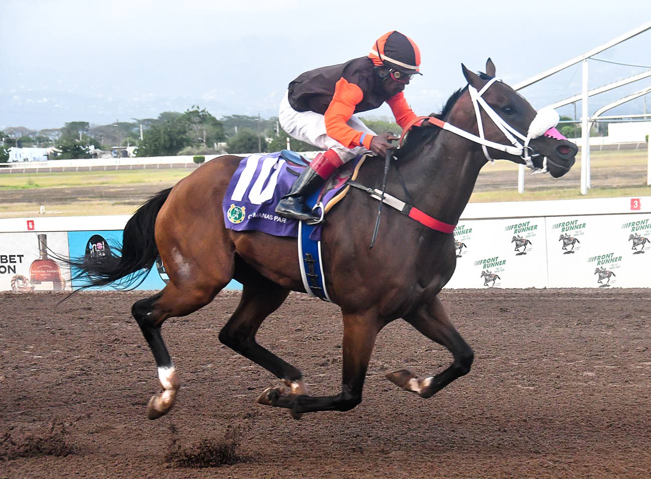 No stopping Money Market in Boxing Day Sprint - Jamaica Observer