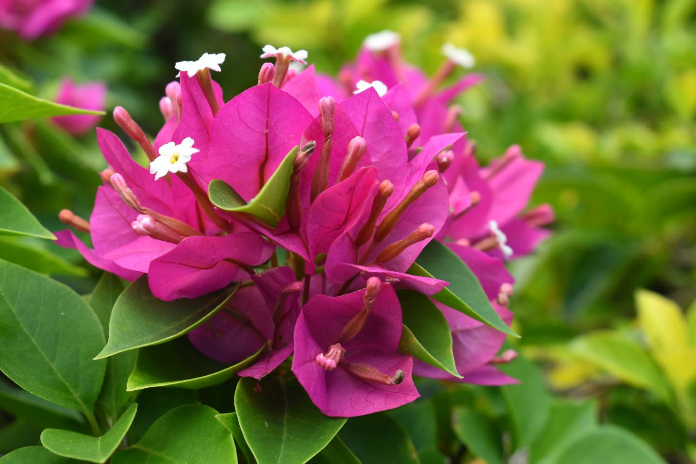Storm-Resistant Plants - Jamaica Observer