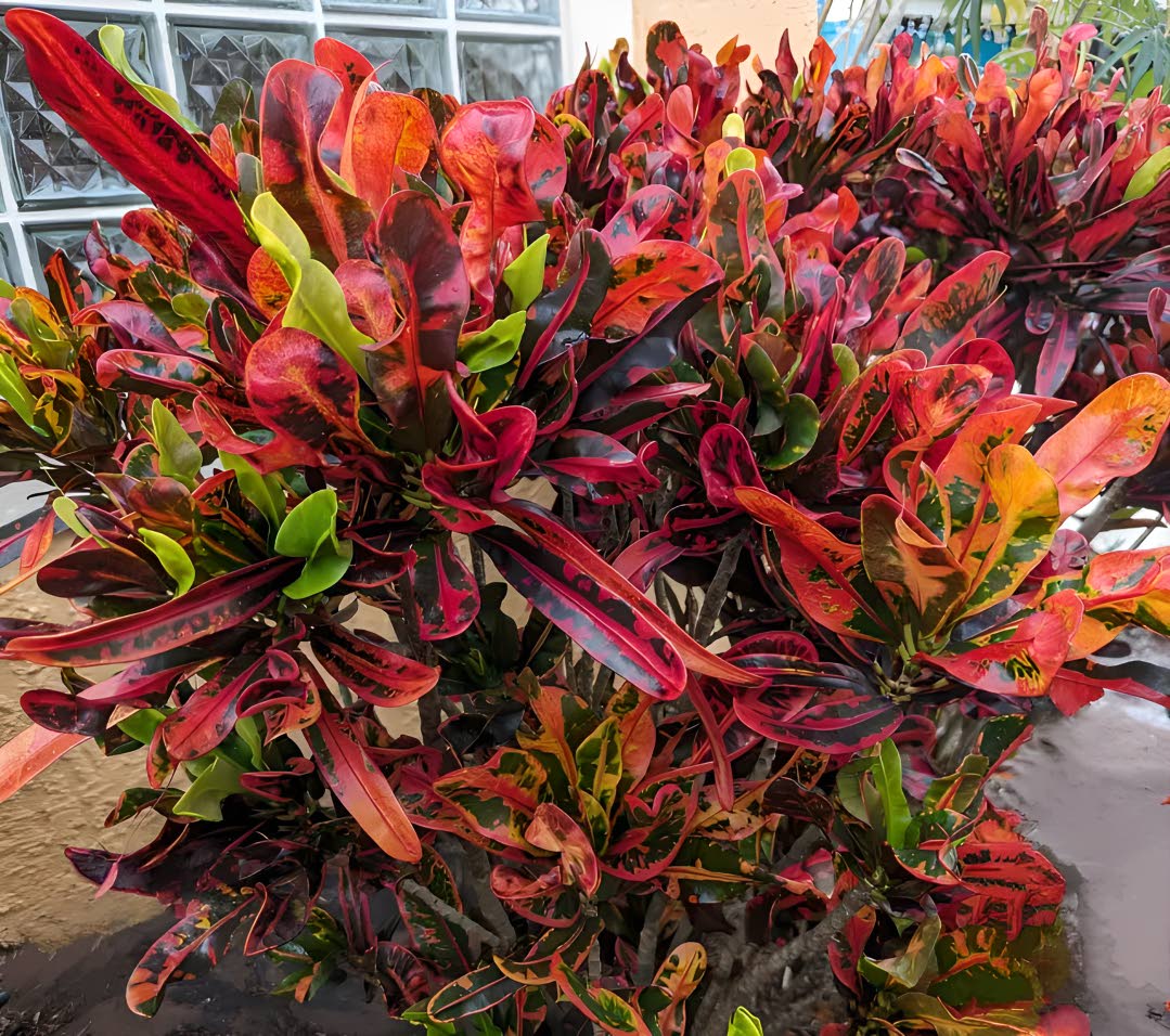 New Year, New Garden (Part 2) - Jamaica Observer