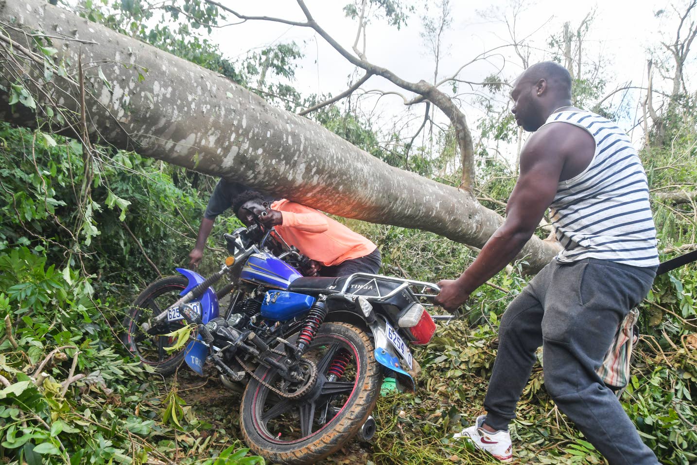 Government charts long-term plan to reforest Jamaica - Jamaica Observer