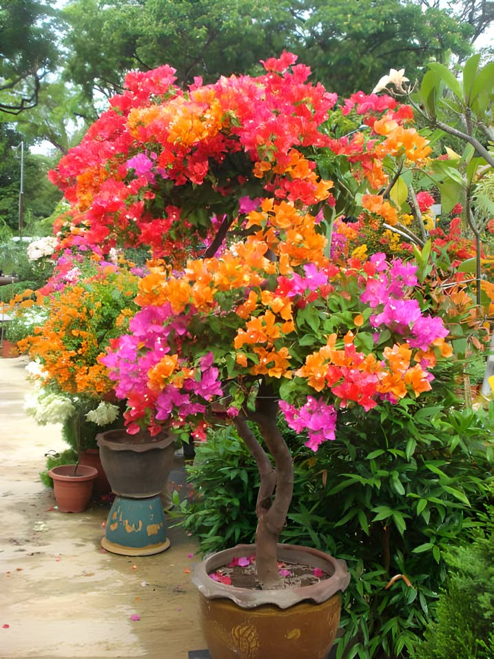 New Year, New Garden (Part 2) - Jamaica Observer