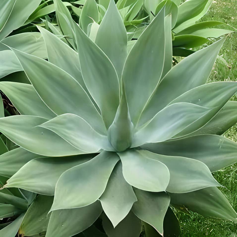 New Year, New Garden (Part 2) - Jamaica Observer