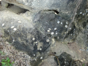 UK zoo says tiny snail 'back from brink' of extinction - Jamaica Observer