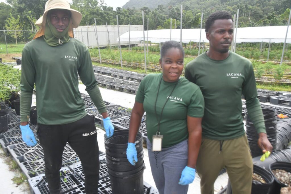 Jamaica decriminalised ganja — but the industry that was promised never ...