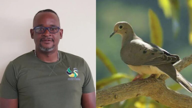 Jamaica’s birds are still recovering; conservationists say hunting can ...