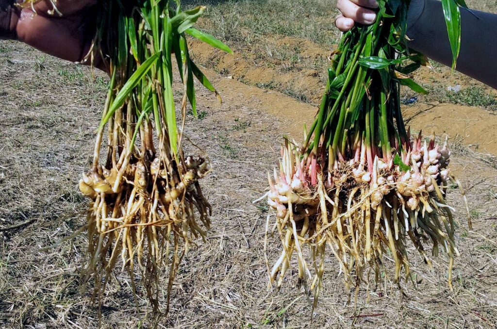 FAO/JACRA training programme targets ginger sector sustainability ...