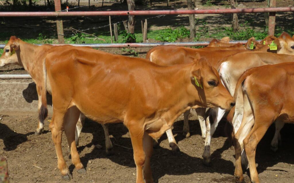 Dairy farmer calls for faster action on import of cattle genetics ...