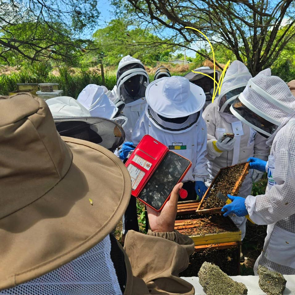 Beekeepers get post-Melissa boost - Jamaica Observer