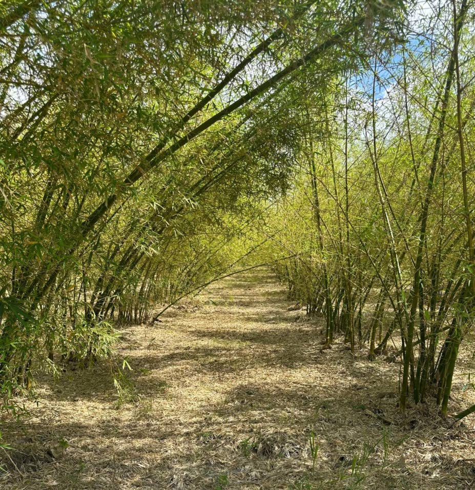 Bamboo can help protect mangroves - Jamaica Observer