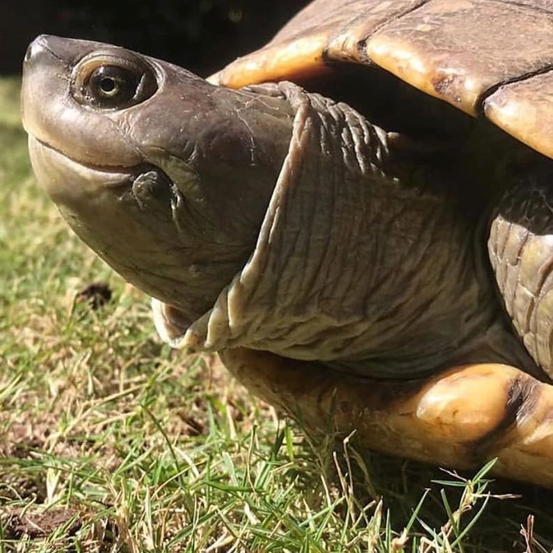 MG Jamaica – Value Added Section